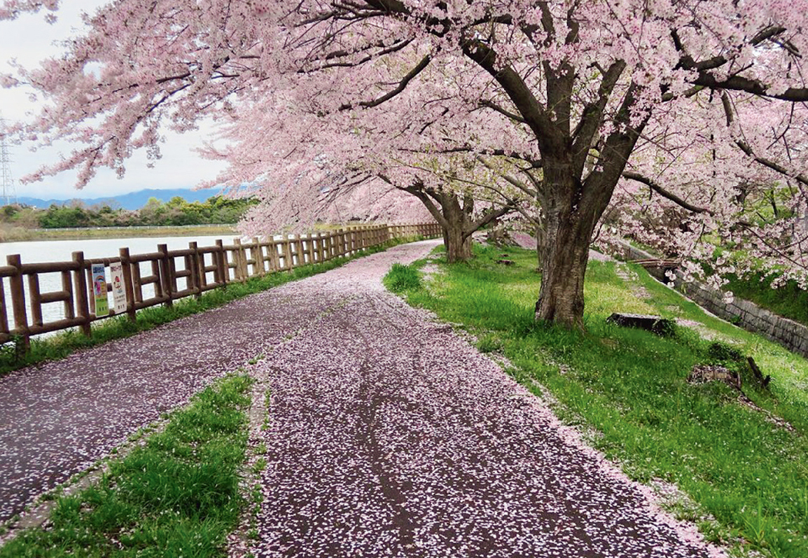 ตำนาน 2,000 ปีของต้นซากุระ ครั้งหนึ่ง สายพันธุ์ที่หลากหลาย เกือบจะสูญ ...