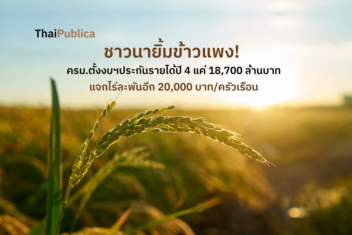 ข้าวแพง! ชาวนายิ้ม ครม.ตั้งงบประกันรายได้ปี'65/66 แค่ 18,700 ล้าน - แจกไร่ละพัน 20,000 บาท/ครัว ...