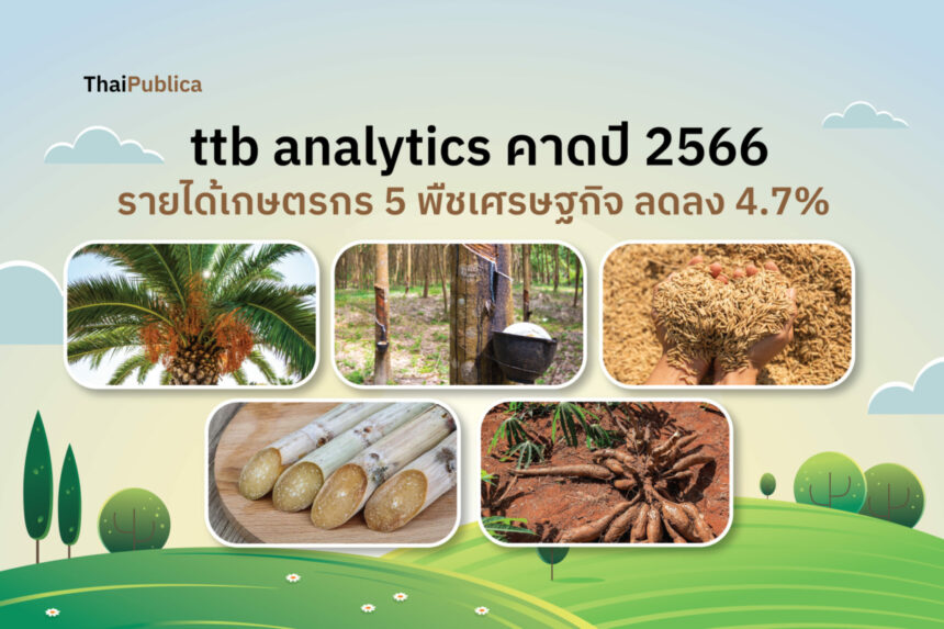ttb analytics คาดปี 2566 รายได้เกษตรกร 5 พืชเศรษฐกิจ ลดลง 4.7% - ThaiPublica