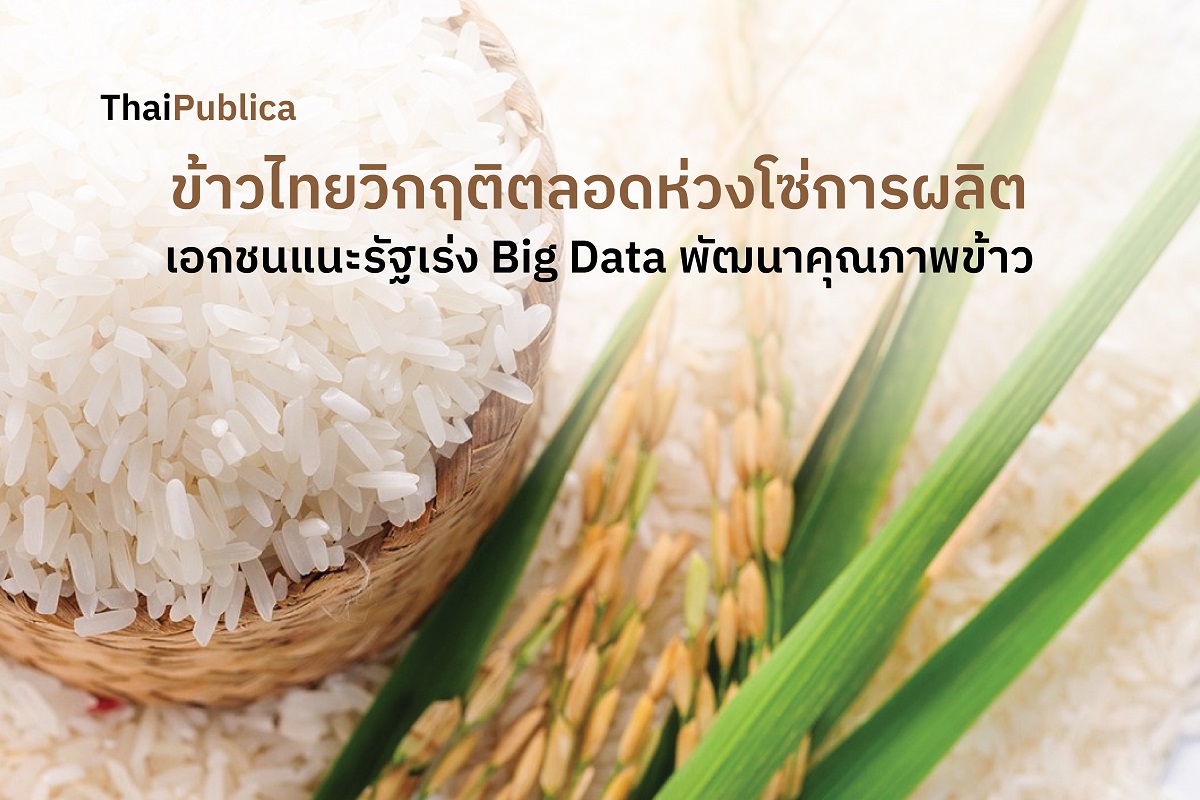 ข้าวไทยวิกฤติตลอดห่วงโซ่การผลิต ทุกฝ่ายต้องร่วมแก้ปัญหา เอกชนแนะรัฐเร่งทำ Big Data พัฒนาคุณภาพ ...