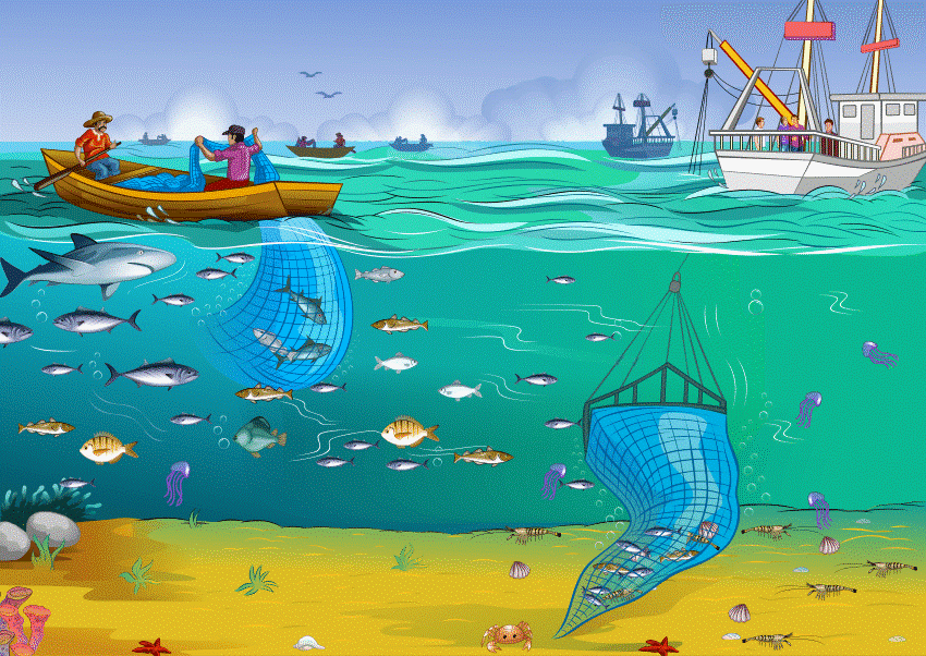 "เขตประมงชายฝั่ง" กับการจัดการทรัพยากรสัตว์น้ำเพื่อความยั่งยืนในน่านน้ำ ...