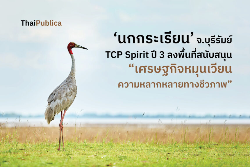 TCP Spirit ปี 3 ชู 'เศรษฐกิจหมุนเวียน' ฟื้นประชากร 'นกกระเรียน' จ.บุรีรัมย์ หลังสูญพันธุ์ 5 ...